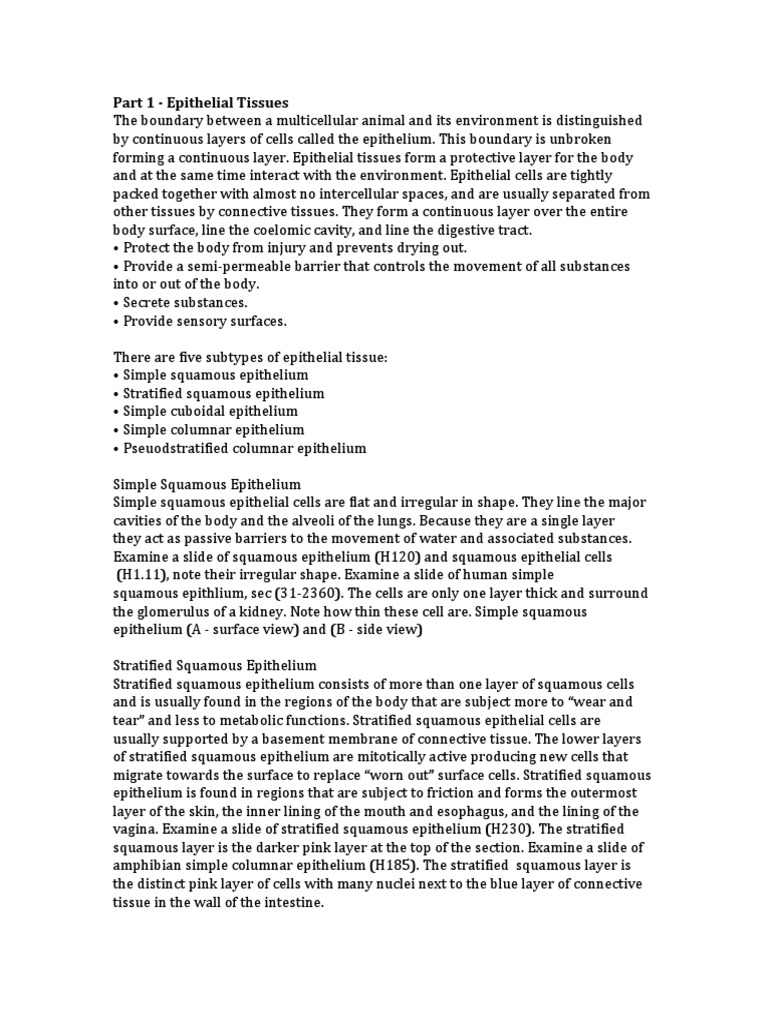 Epithelial Lab Report Pdf Epithelium Tissue Biology