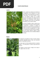 Mangle Botoncillo - Qué Es, Características, Hábitat y Propiedades | PDF | Mangle | Hoja