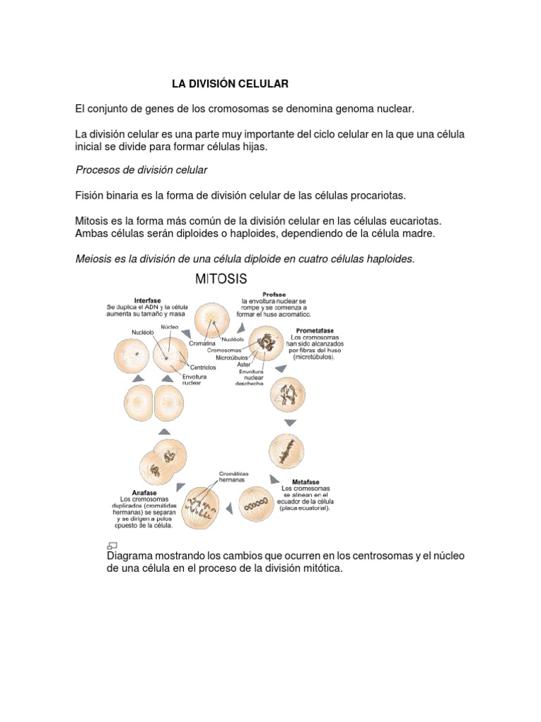 Taller Mitosis y Meiosis | PDF | Mitosis | Mitosis