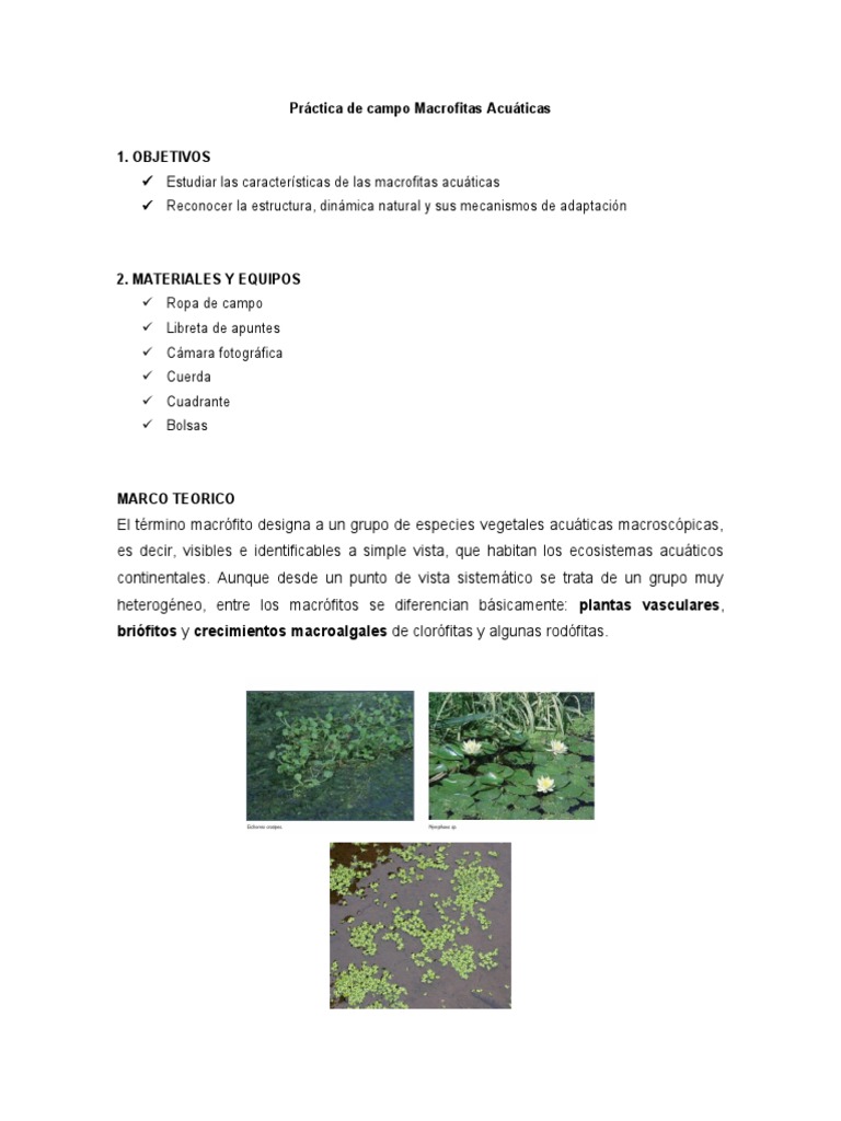 Guia Macrofitas | PDF | Plantas | Especies