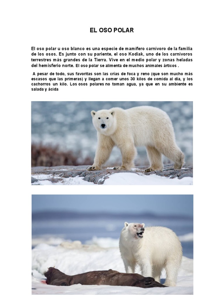 El Oso Polar | PDF