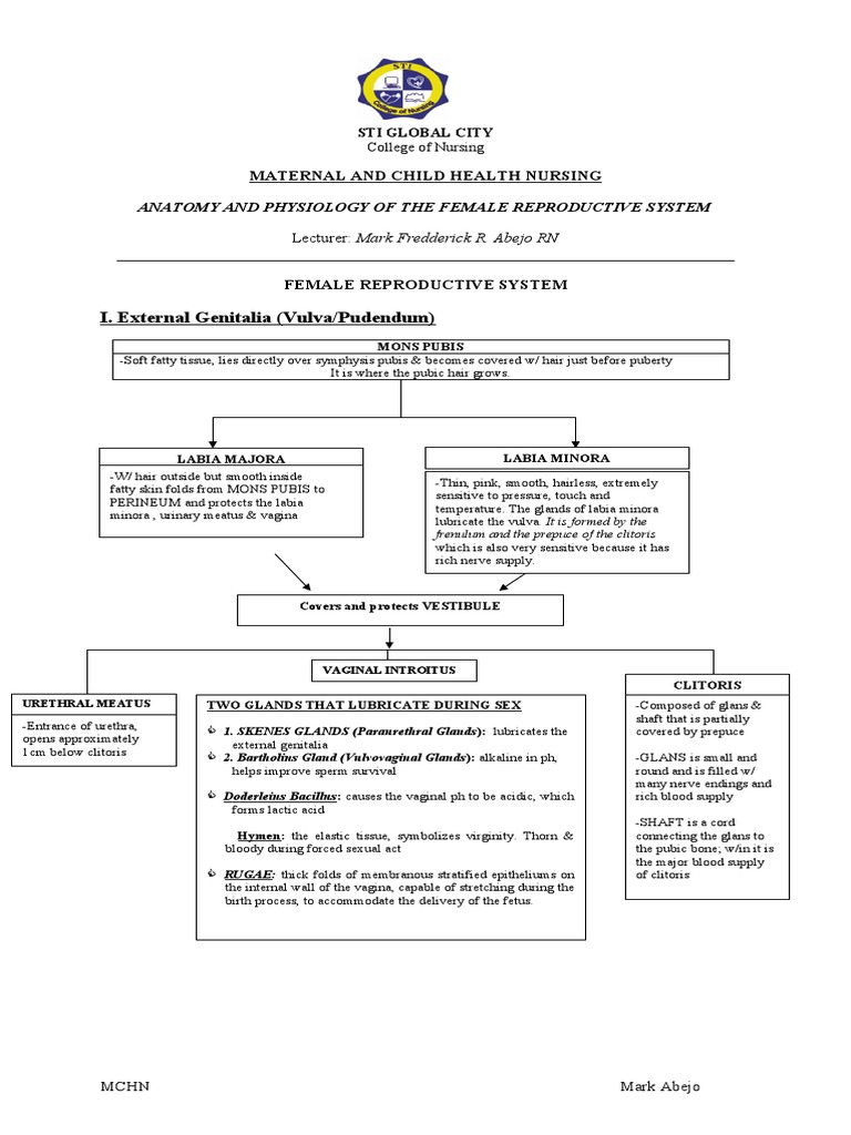 Anatomy Reproductive System | PDF | Menstrual Cycle | Pelvis