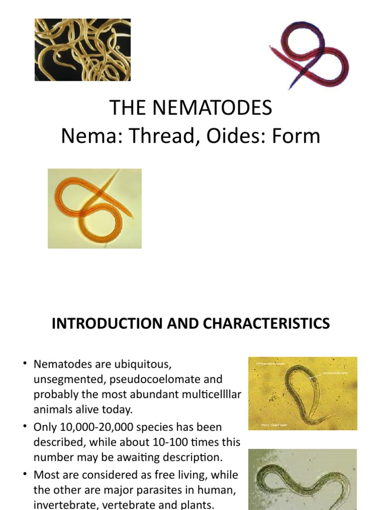 Nematodes | PDF | Nematode | Anatomy