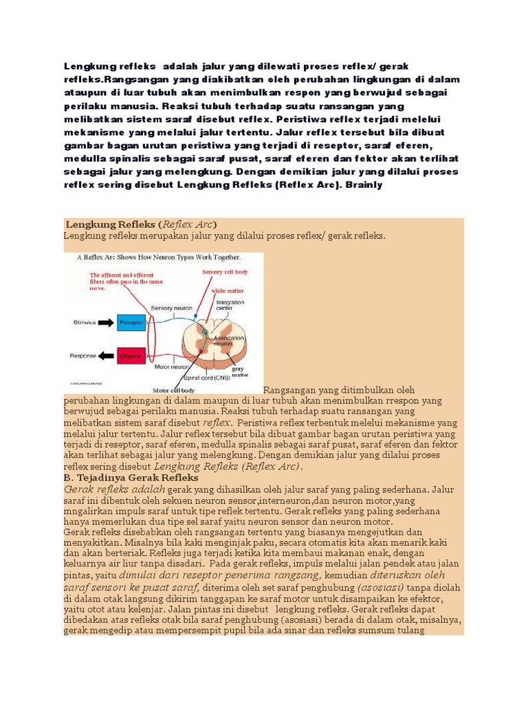 Lengkung Refleks | PDF