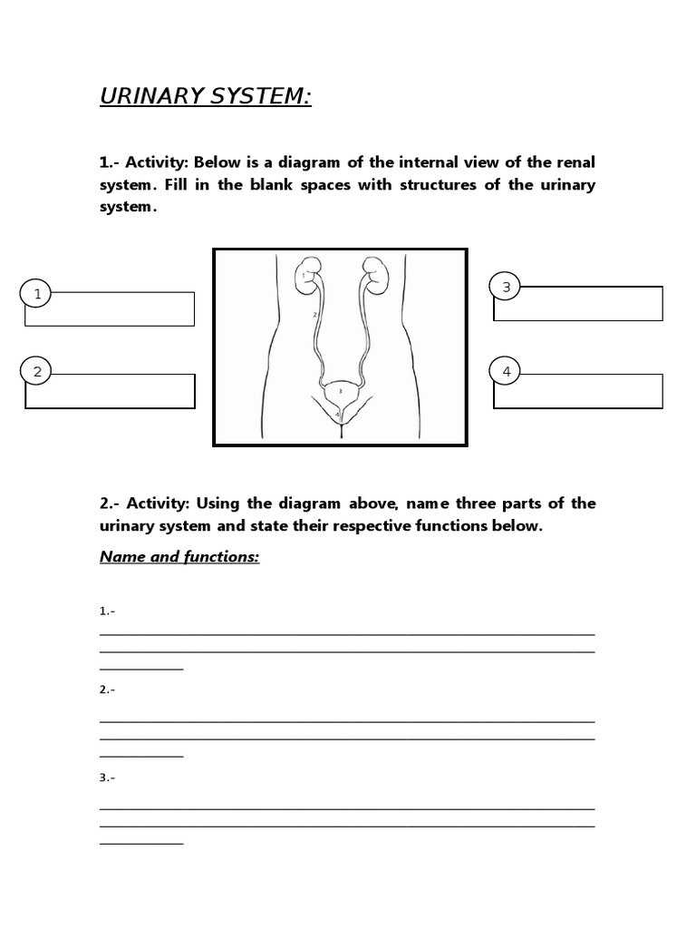 Urinary System Diagram Activities | PDF | Technology & Engineering