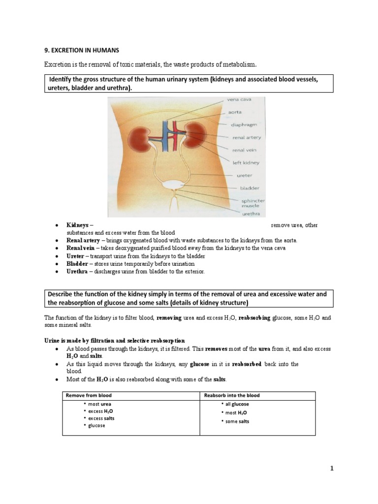 Excretion in Humans | PDF | Kidney | Dialysis