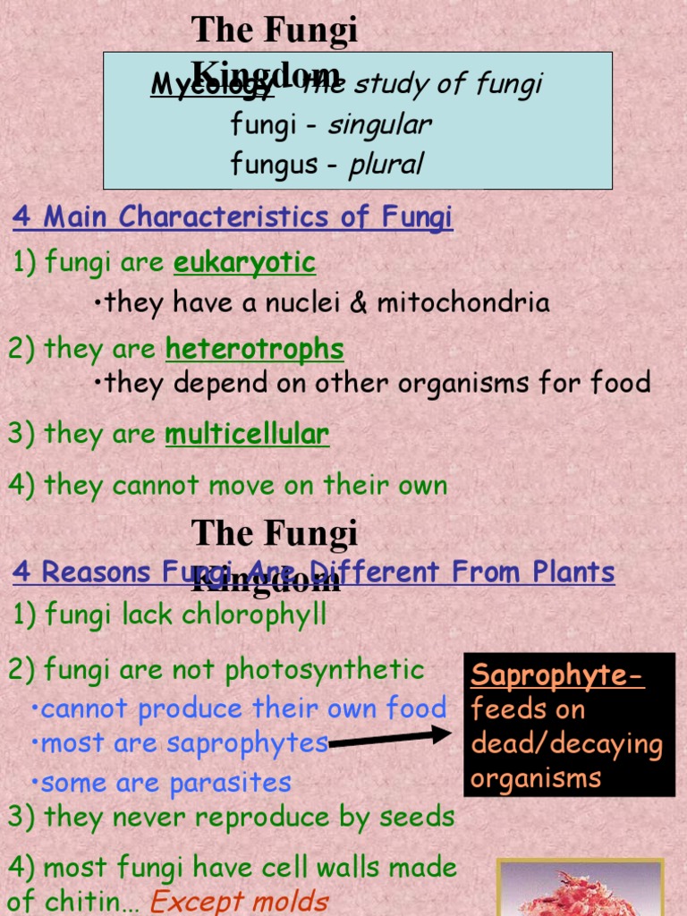 Mycology - : The Study of Fungi Singular Plural | PDF | Fungus | Cell Wall