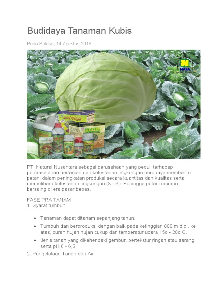 Budidaya Tanaman Kubis | PDF