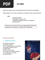 Anatomie de l'Aine et Canal Inguinal | PDF | Péritoine | Vaisseau sanguin