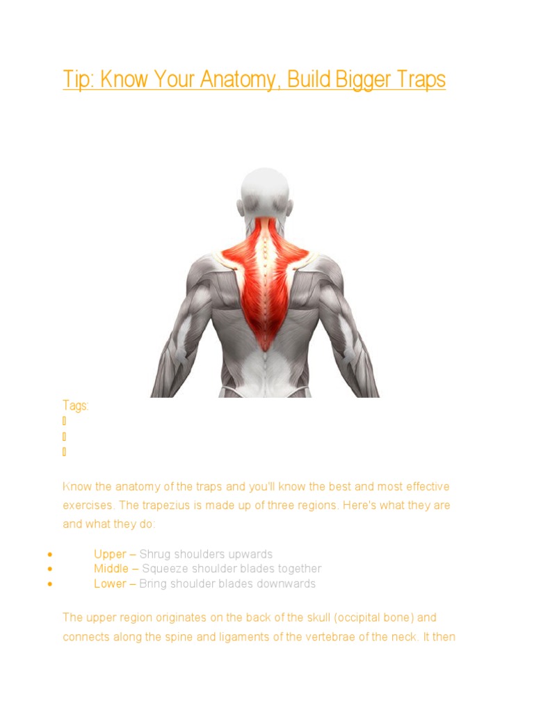 Know Your Traps Anatomy to Build a Stronger and More Developed ...