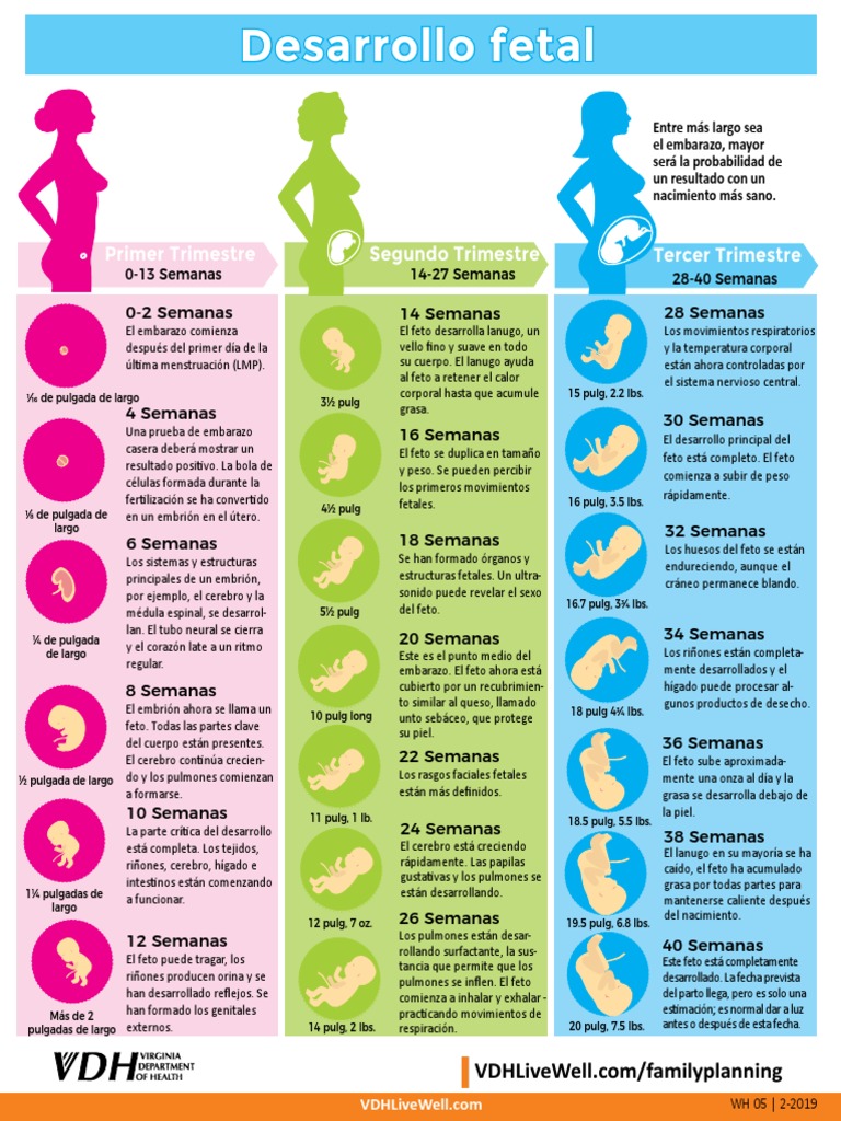 Cartilla Desarrollo Fetal | PDF | Feto | El embarazo