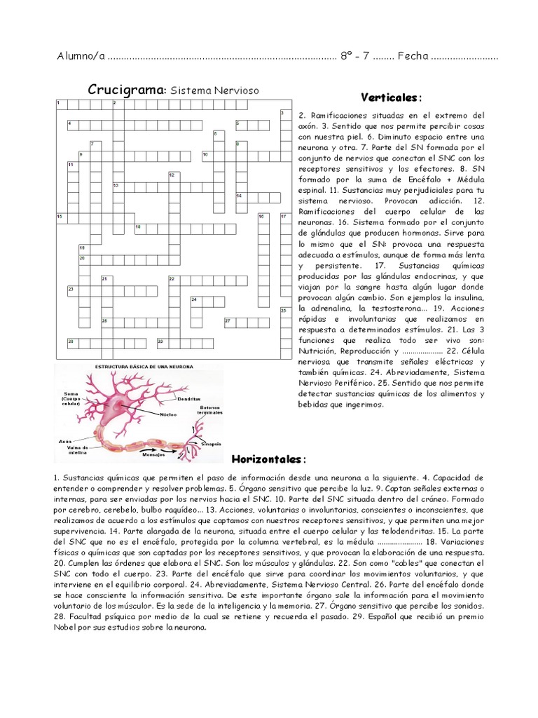 Crucigrama Sistema Nervioso PDF | PDF | Sistema nervioso | Sistema ...