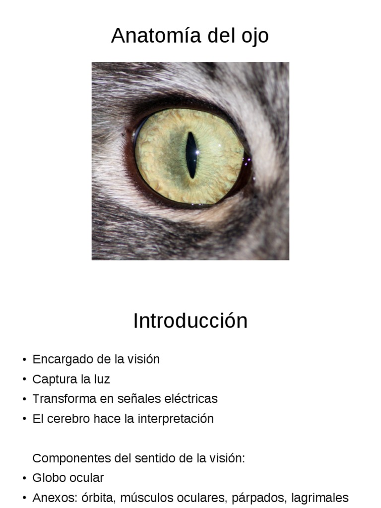 Anatomia Del Ojo Animal PDF | PDF | Ojo humano | Córnea