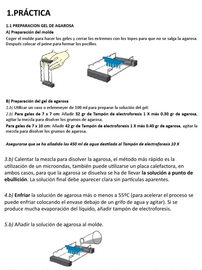Practica de Electroforesis | PDF | Electroforesis | Física Aplicada e Interdisciplinaria