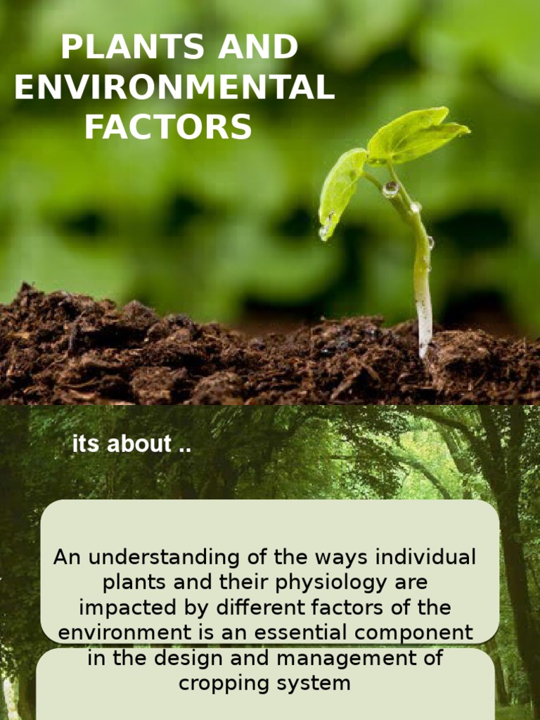 Plants and Environment Factors - The Plant | PDF | Photosynthesis ...