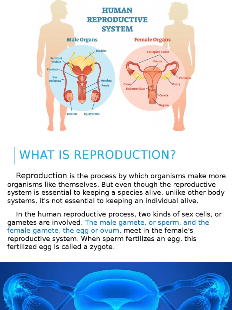 Human Reproductive System | PDF | Reproductive System | Human Reproduction