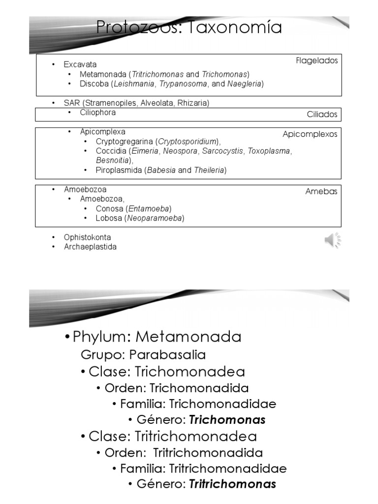 Unidad 2 Modulo 2 Metamonada A Trichomonosis | PDF | Eucariotas ...