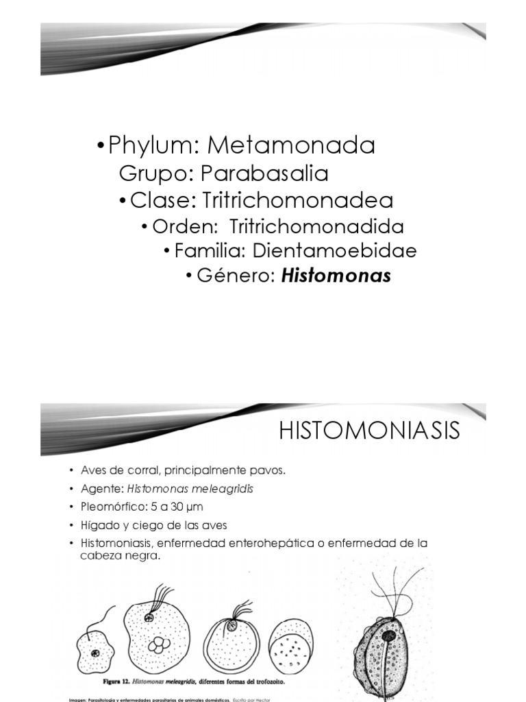 Unidad 2 Modulo 2 Metamonada B Histomonosis | PDF