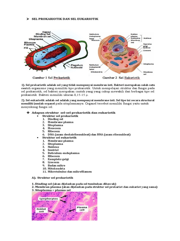 Sel Prokariot Dan Sel Eukariot | PDF