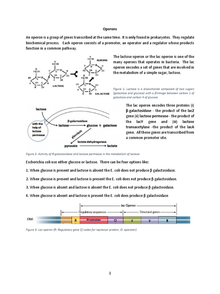 Lac Operon PDF | PDF | Operon | Repressor