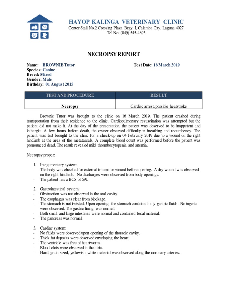 NECROPSY REPORT BROWNIE Tutor | PDF | Kidney | Stomach
