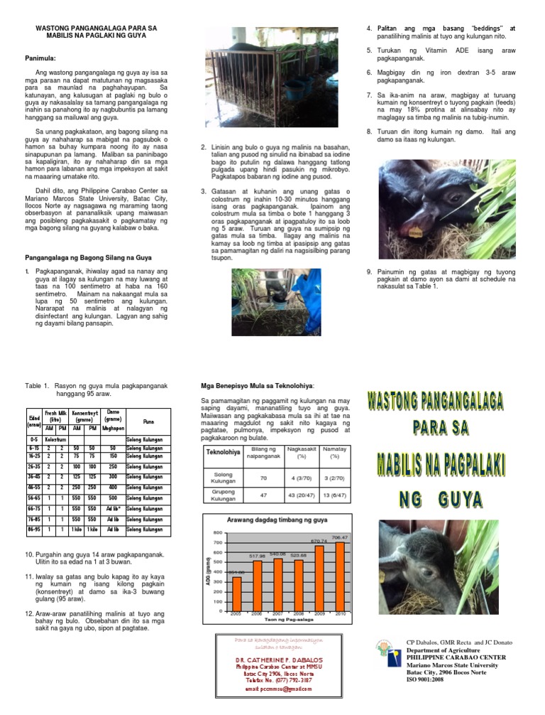 Wastong Pag-Aalaga NG Guya Flyer PCC PDF | PDF