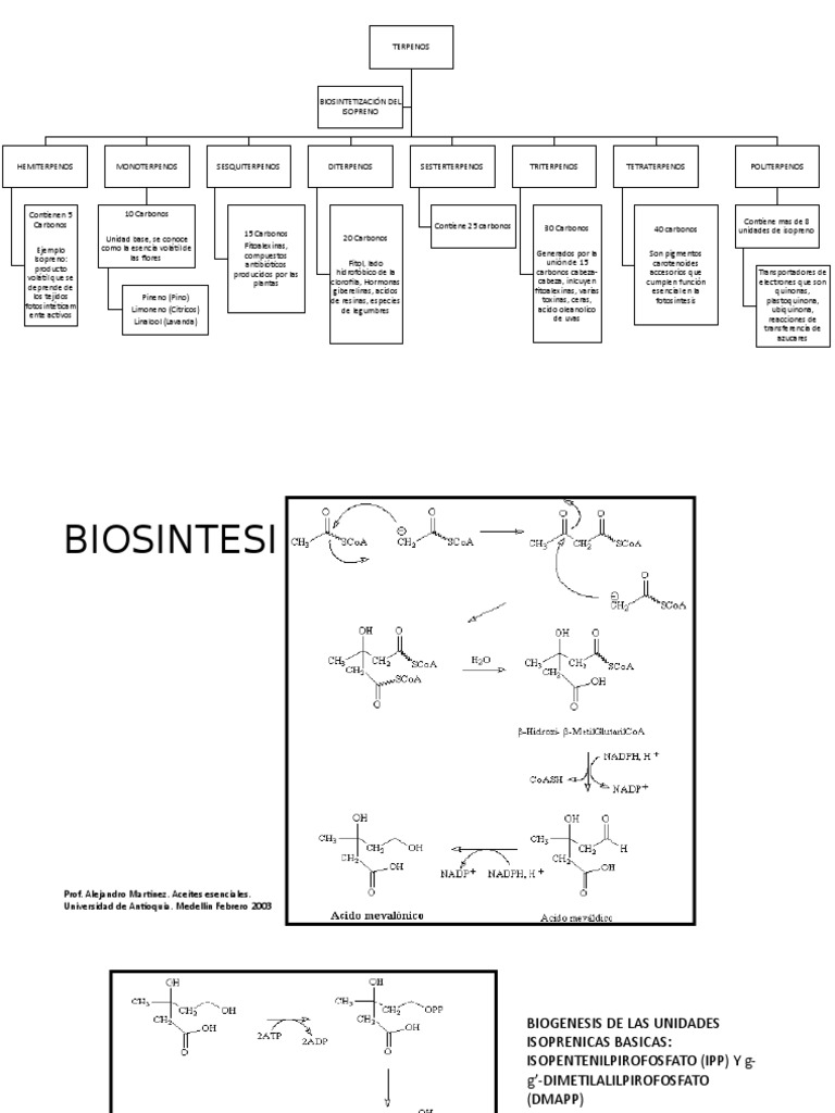 Presentacion Terpenos Pdf Compuestos Químicos Ciencias Fisicas