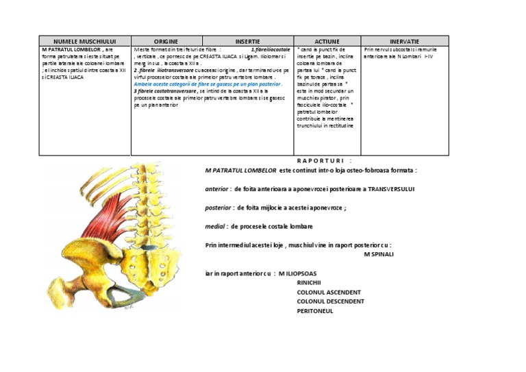Patratul Lombelor | PDF