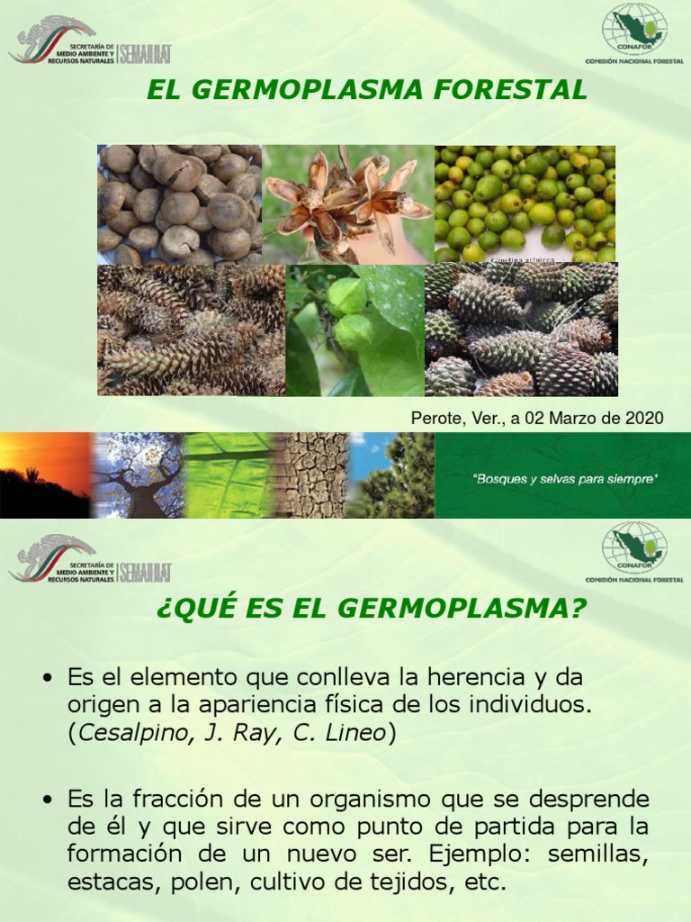 El Germoplasma Forestal PDF | PDF | Los bosques | Arboles