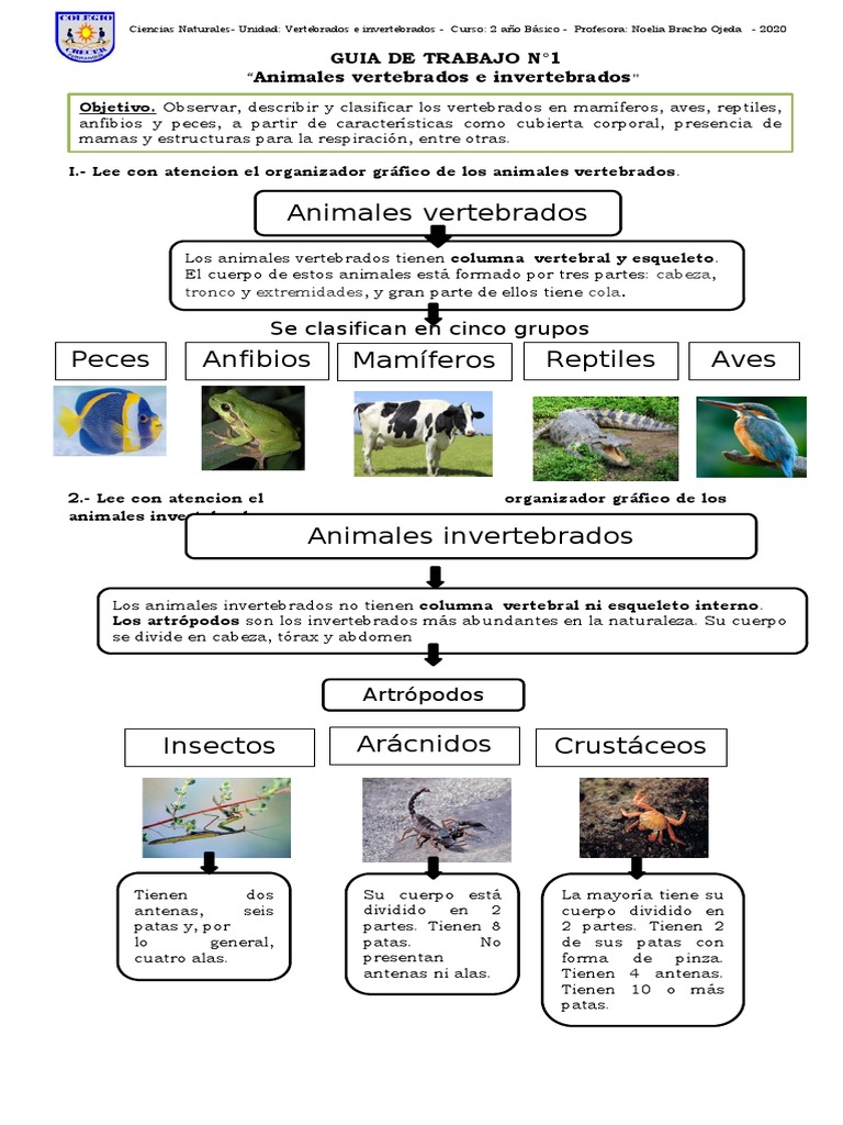 Guia 1 Ciencias Animales Vertebrados e Invertebrados | PDF ...