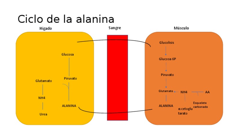 Ciclo de La Alanina | PDF