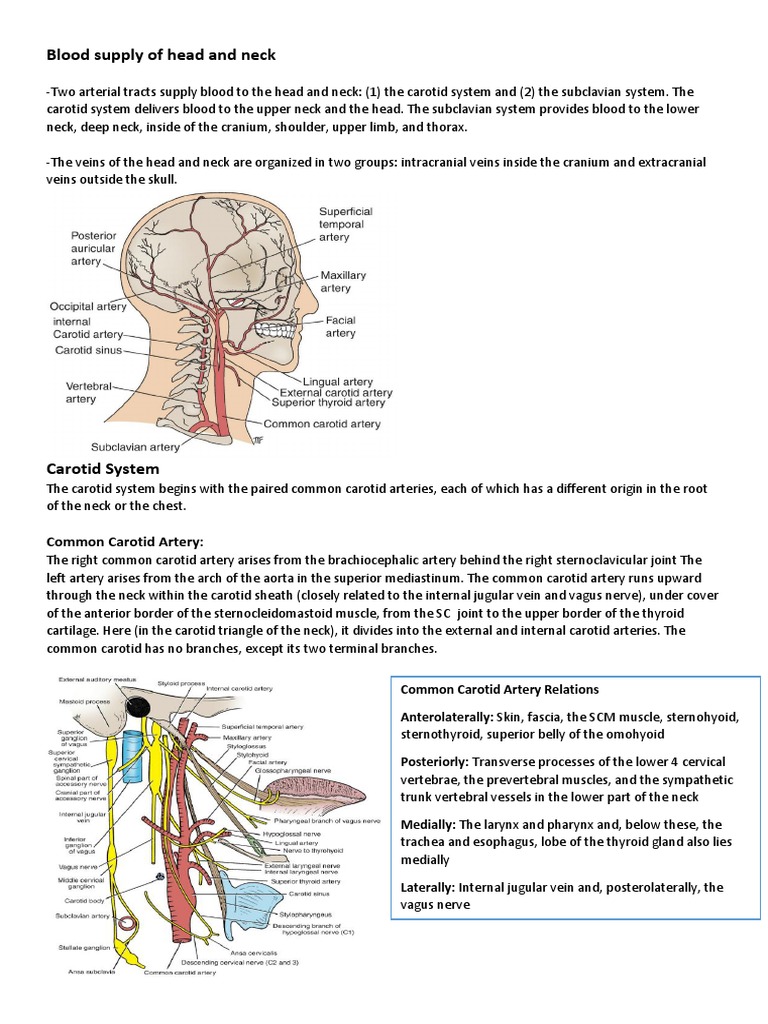 Head and Neck | PDF | Common Carotid Artery | Neck
