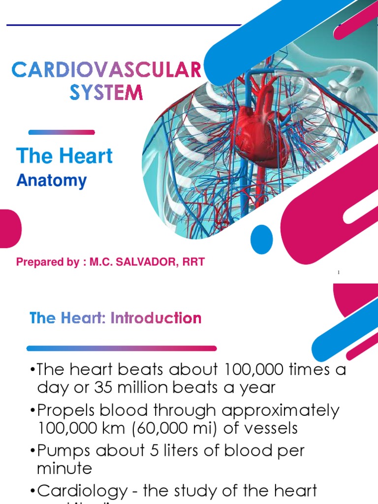 Heart Anatomy PDF | PDF | Heart Valve | Coronary Circulation