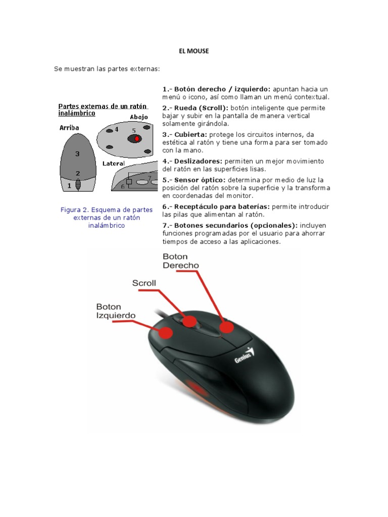 Mouse - Partes Externas | PDF