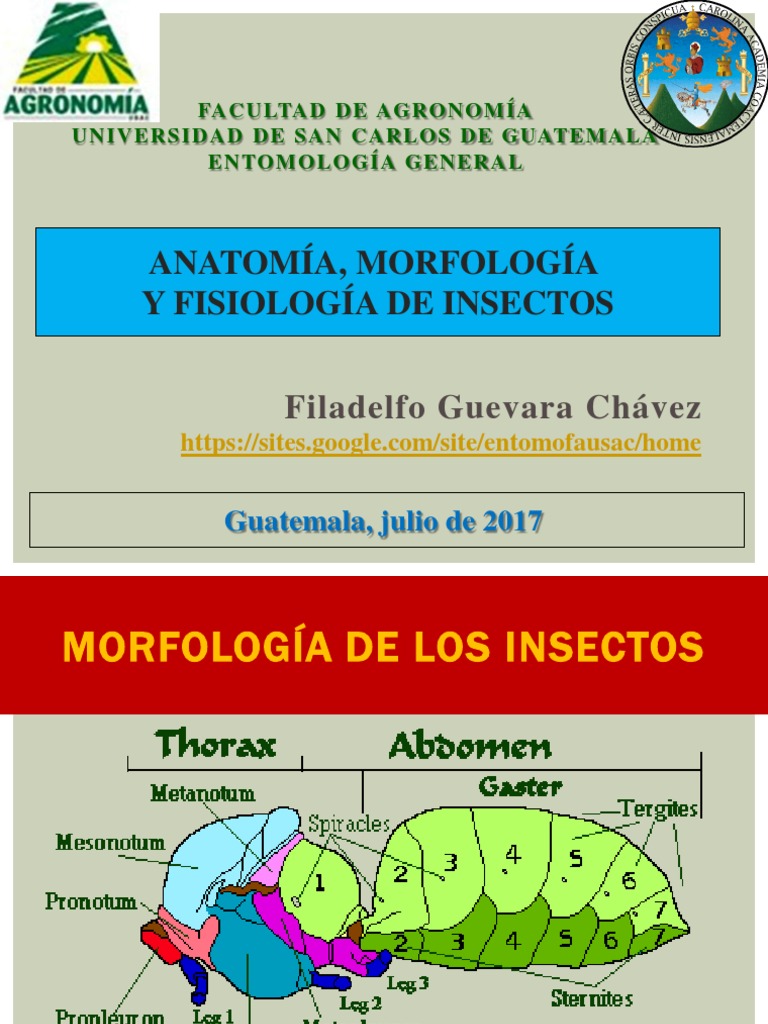 Anatomía y Morfología de Insectos | PDF | Insectos | Abdomen