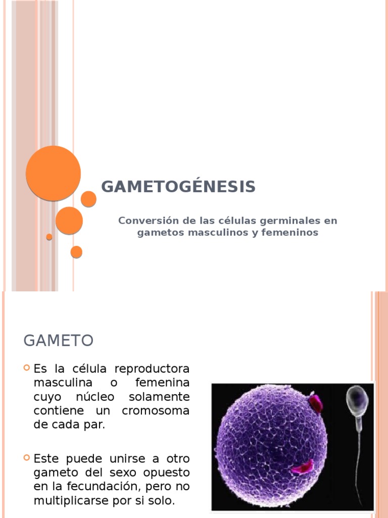 Gametogénesis | PDF | Mitosis | Sexo