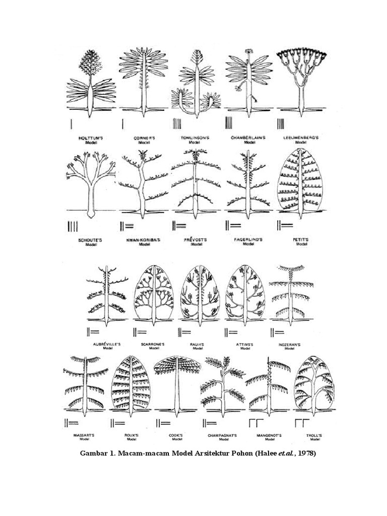 Macam-Macam Model Arsitektur Pohon | PDF