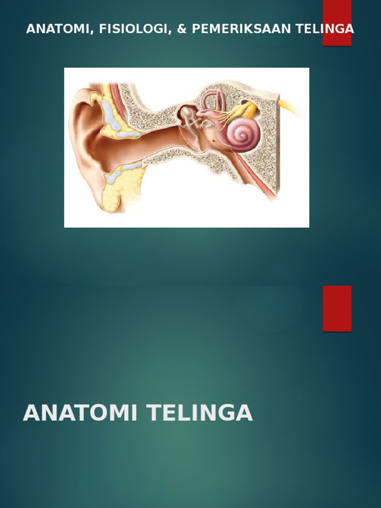 Anatomi, Fisiologi, Telinga | PDF
