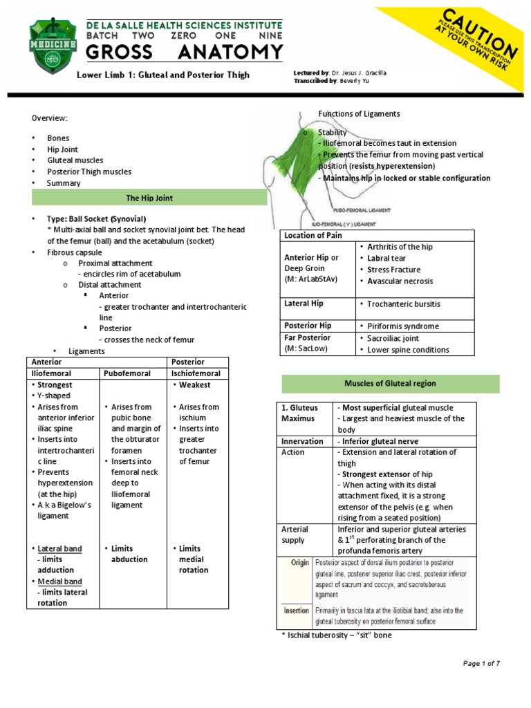 Hip Joint Anatomy and Function | PDF | Hip | Pelvis