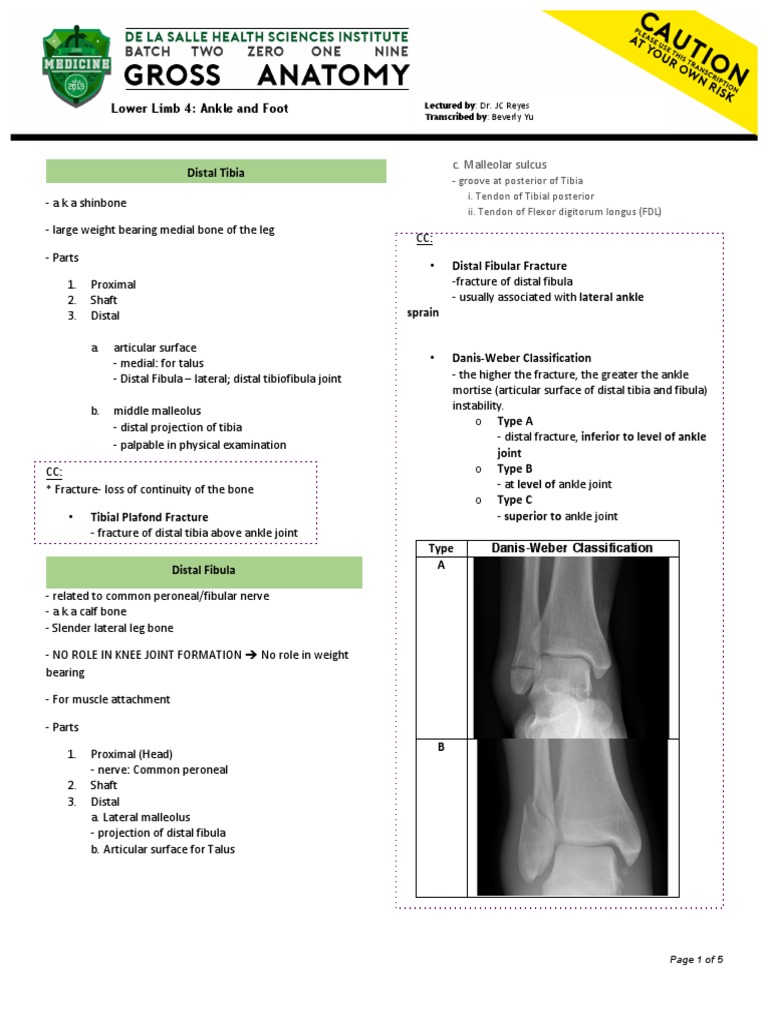 Lower Limb 4: Ankle and Foot: C. Malleolar Sulcus | PDF | Ankle ...