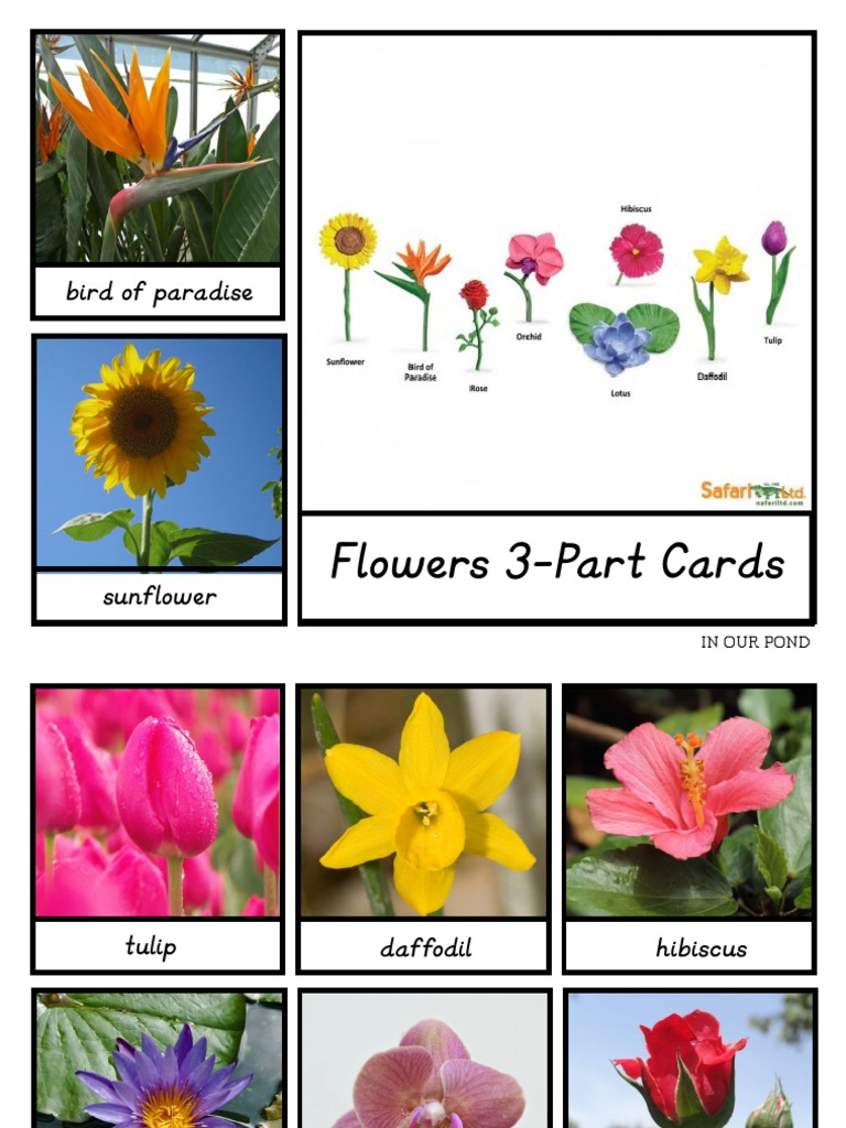 Flowers 3-Part Cards: Bird of Paradise | PDF