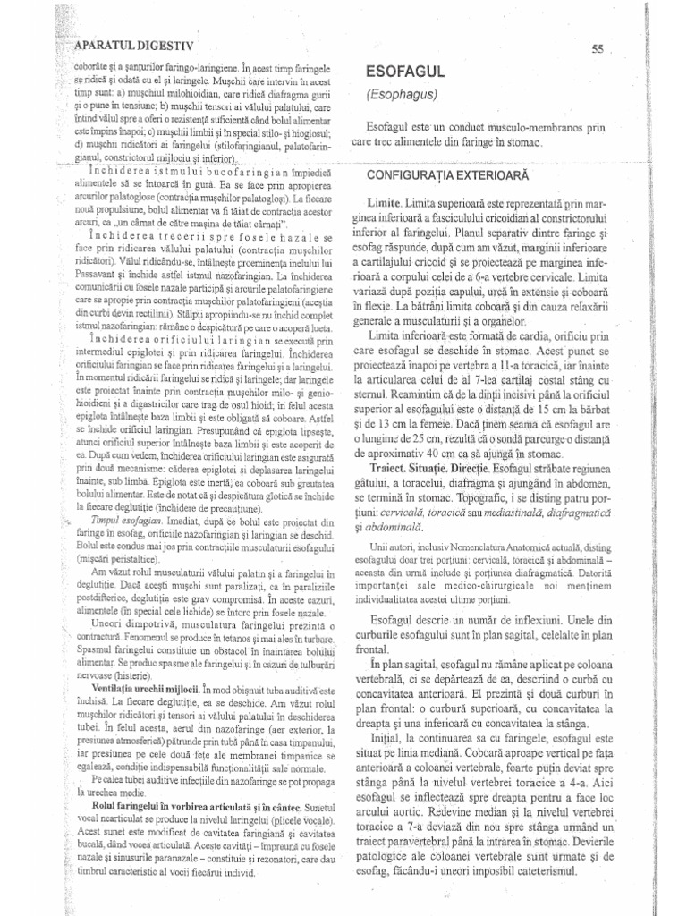 Anatomia Esofagului PDF | PDF