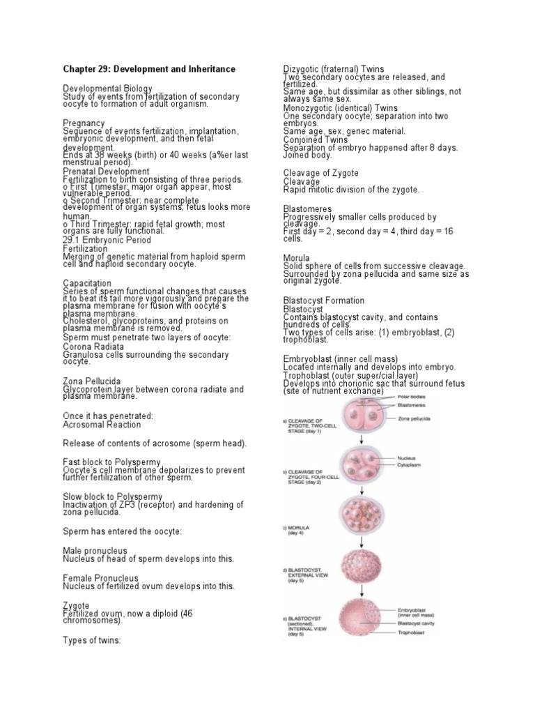 Development and Inheritance in Biology | PDF | Placenta | Twin