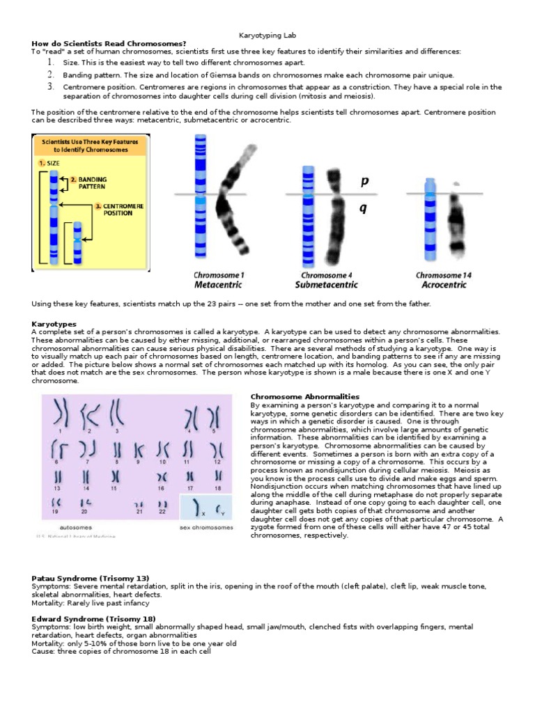 Chromosome Analysis for Students | PDF | Karyotype | Chromosome
