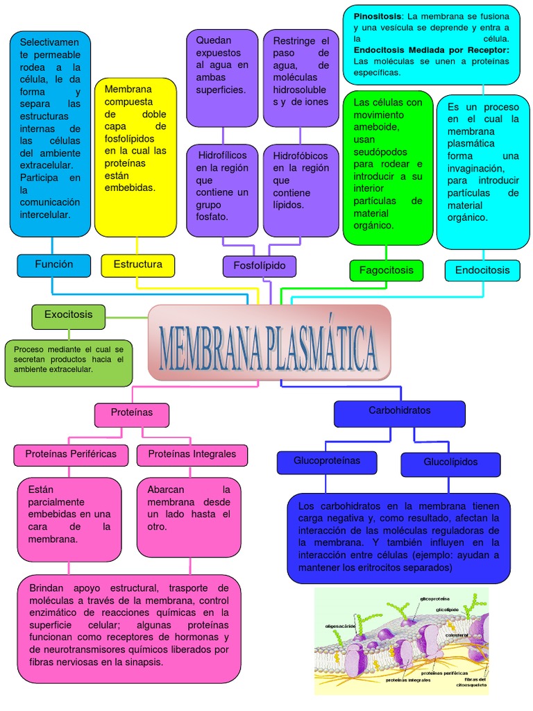 Mapa Conceptual Del Tema Membrana Plasmatica | PDF | Membrana celular | Biología Celular