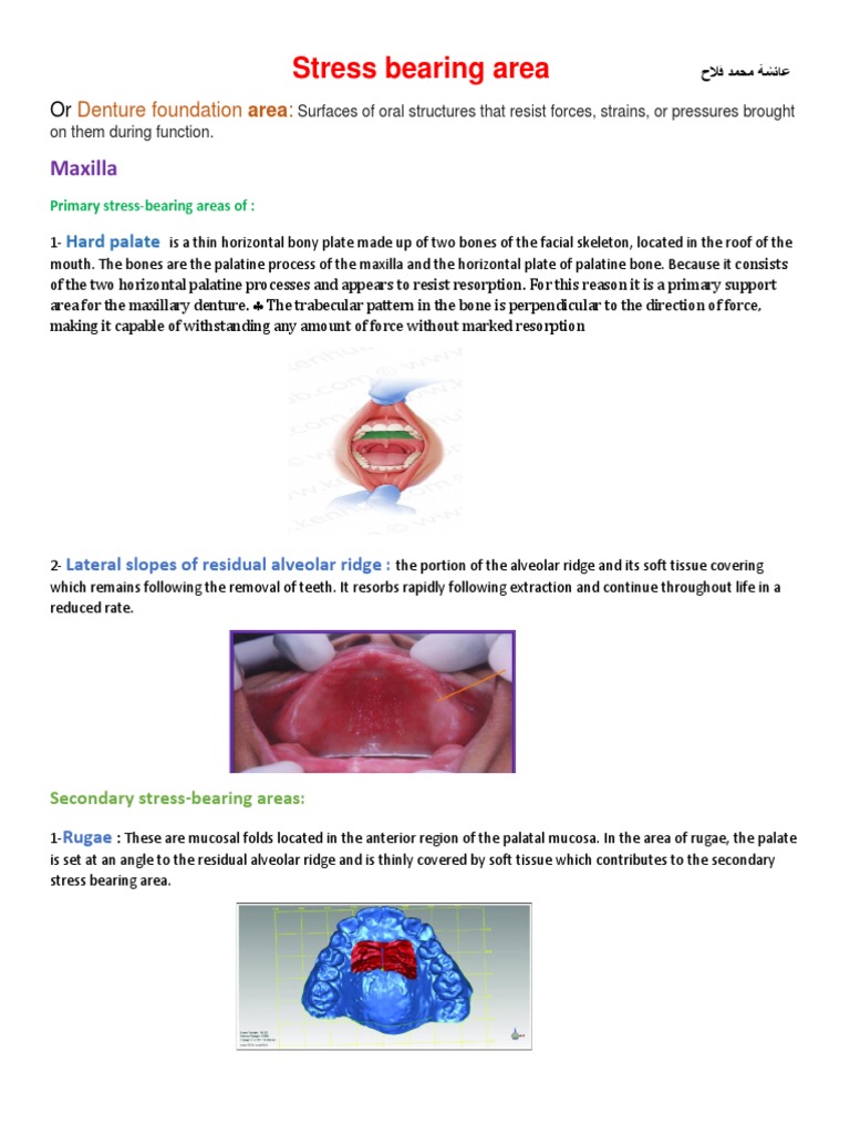 Maxilla and Mandible Stress Areas | PDF | Science & Mathematics