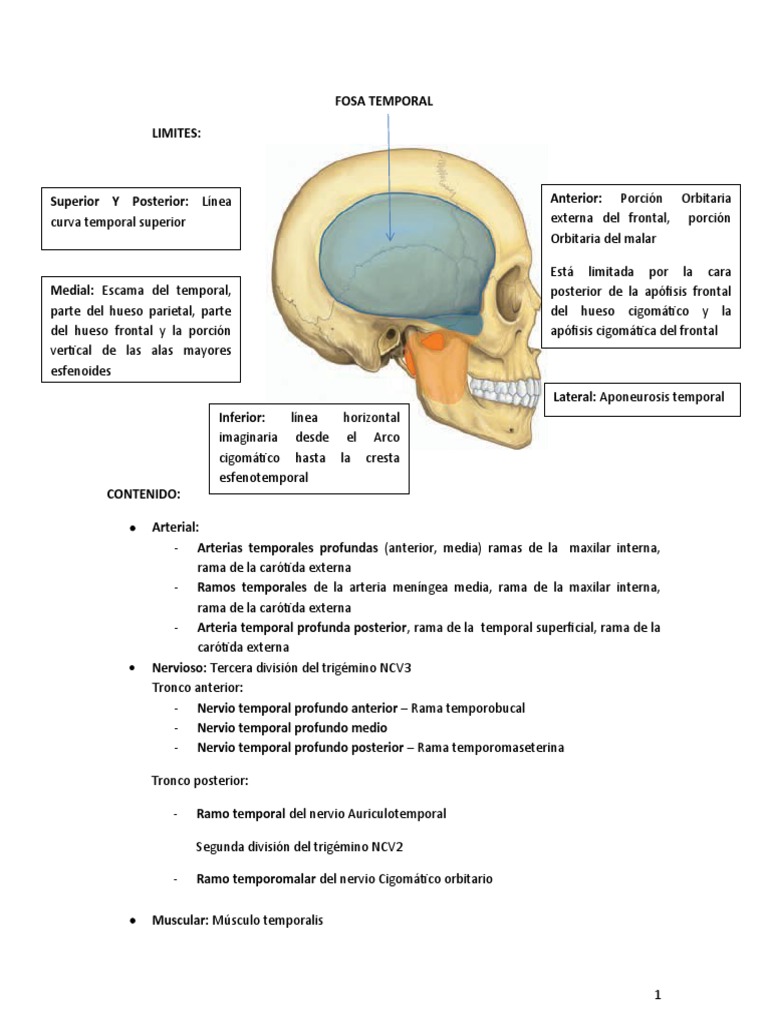 2 Fosa-Temporal-Cigomatica-y-Pterigomaxilar | PDF | Sistema esquelético ...