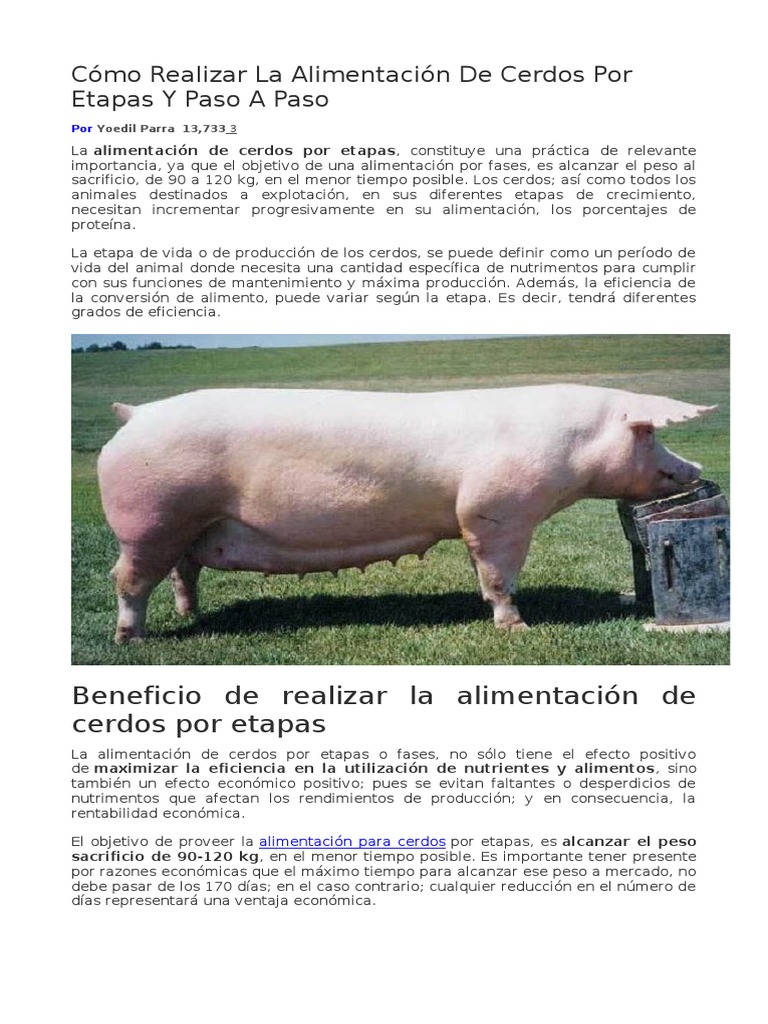 Cómo Realizar La Alimentación de Cerdos Por Etapas Y Paso A Paso | PDF | Cerdo doméstico | Alimentos