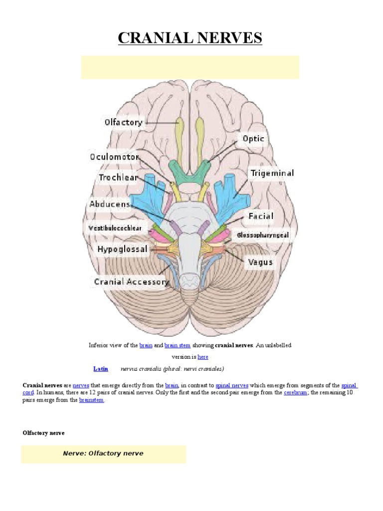 Cranial Nerves: Latin | PDF | Neuroanatomy | Human Anatomy