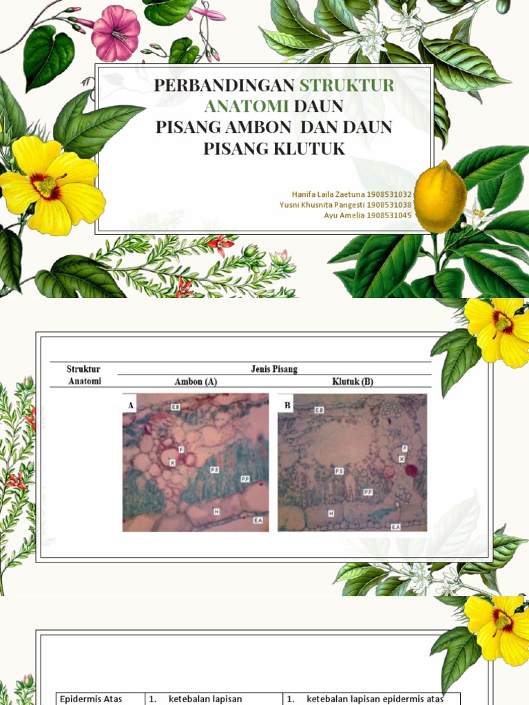 Anatomi Daun Monokotil (PISANG) | PDF